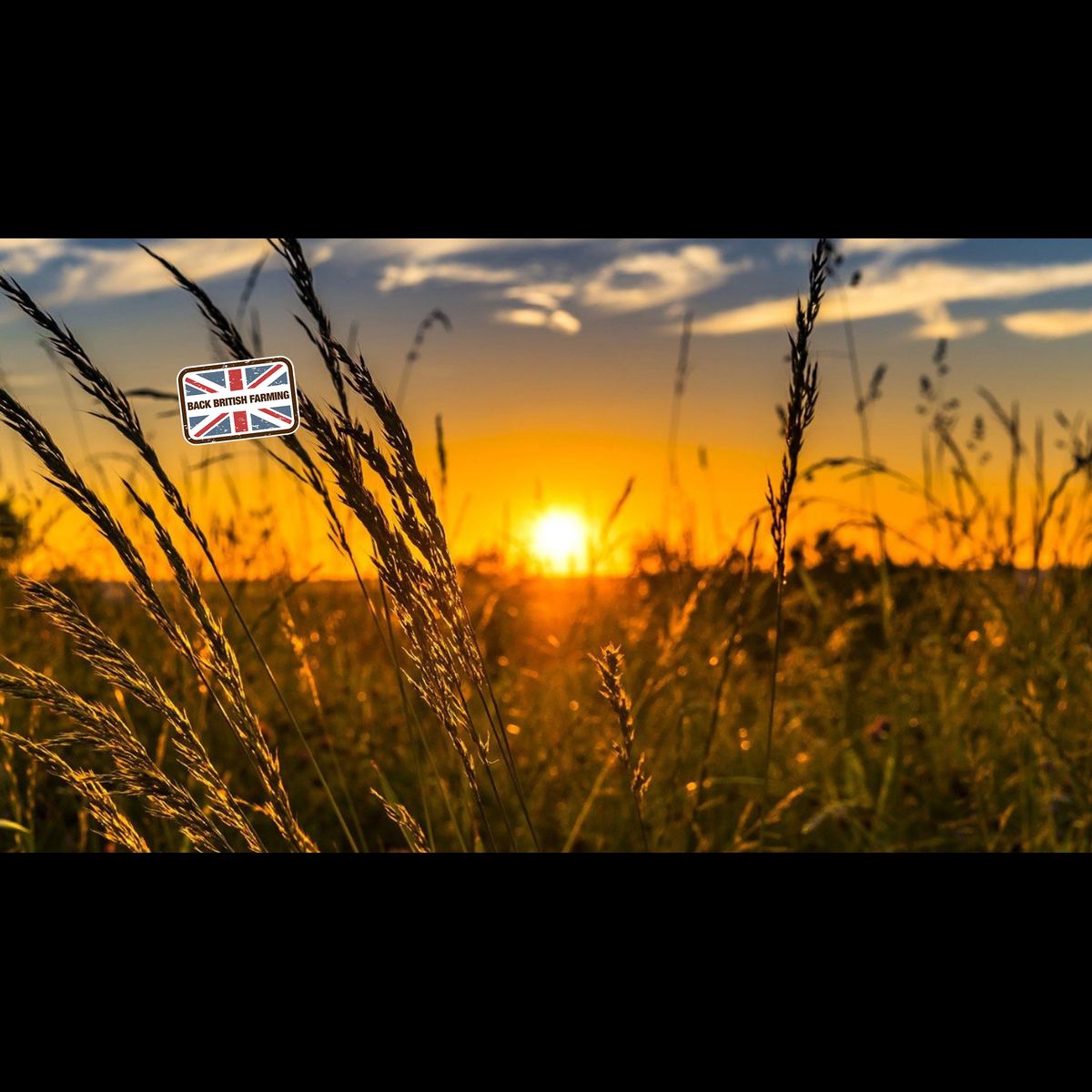 Back British Farming – Best of British summer photo competition