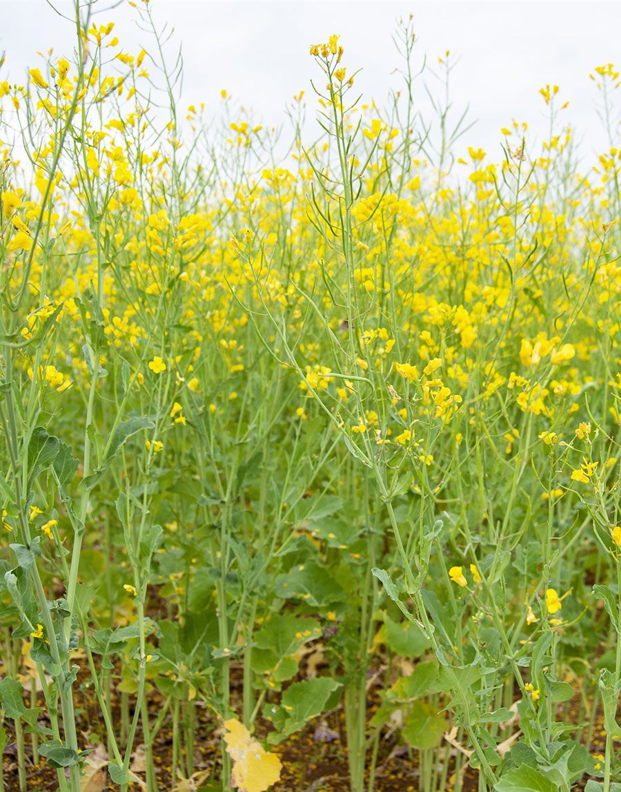 Combinable crops sector resilience plan