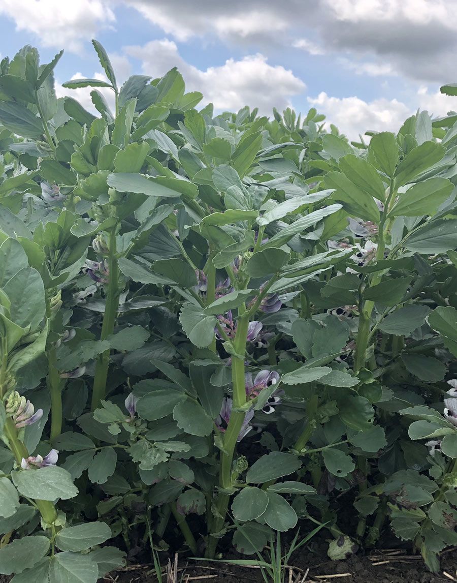 Combinable crops sector resilience plan – NFUonline