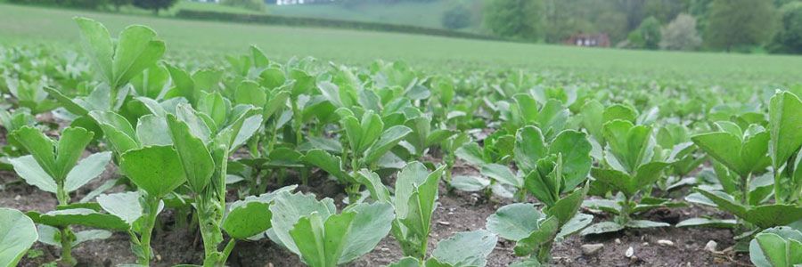 Combinable crops sector resilience plan – NFUonline