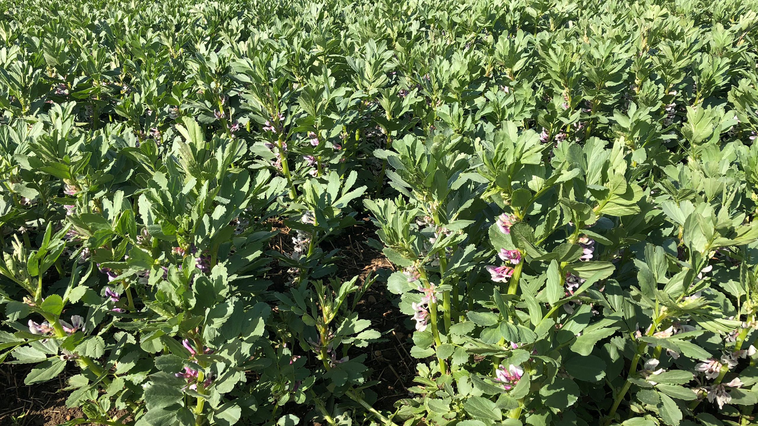 NFU Combinable Crops Board Strategy – Harvesting Growth – NFUonline