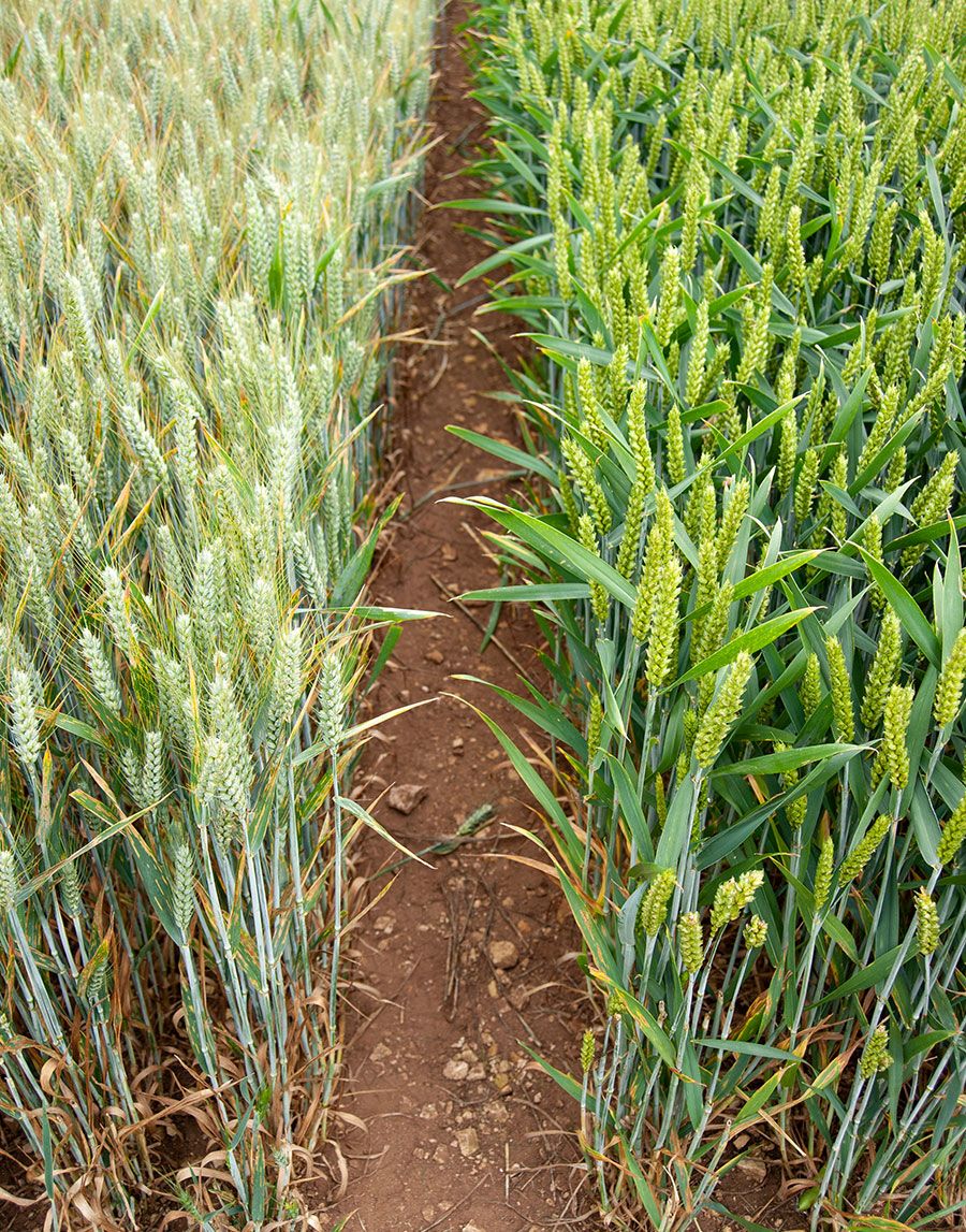 NFU Combinable Crops Board Strategy – Harvesting Growth – NFUonline