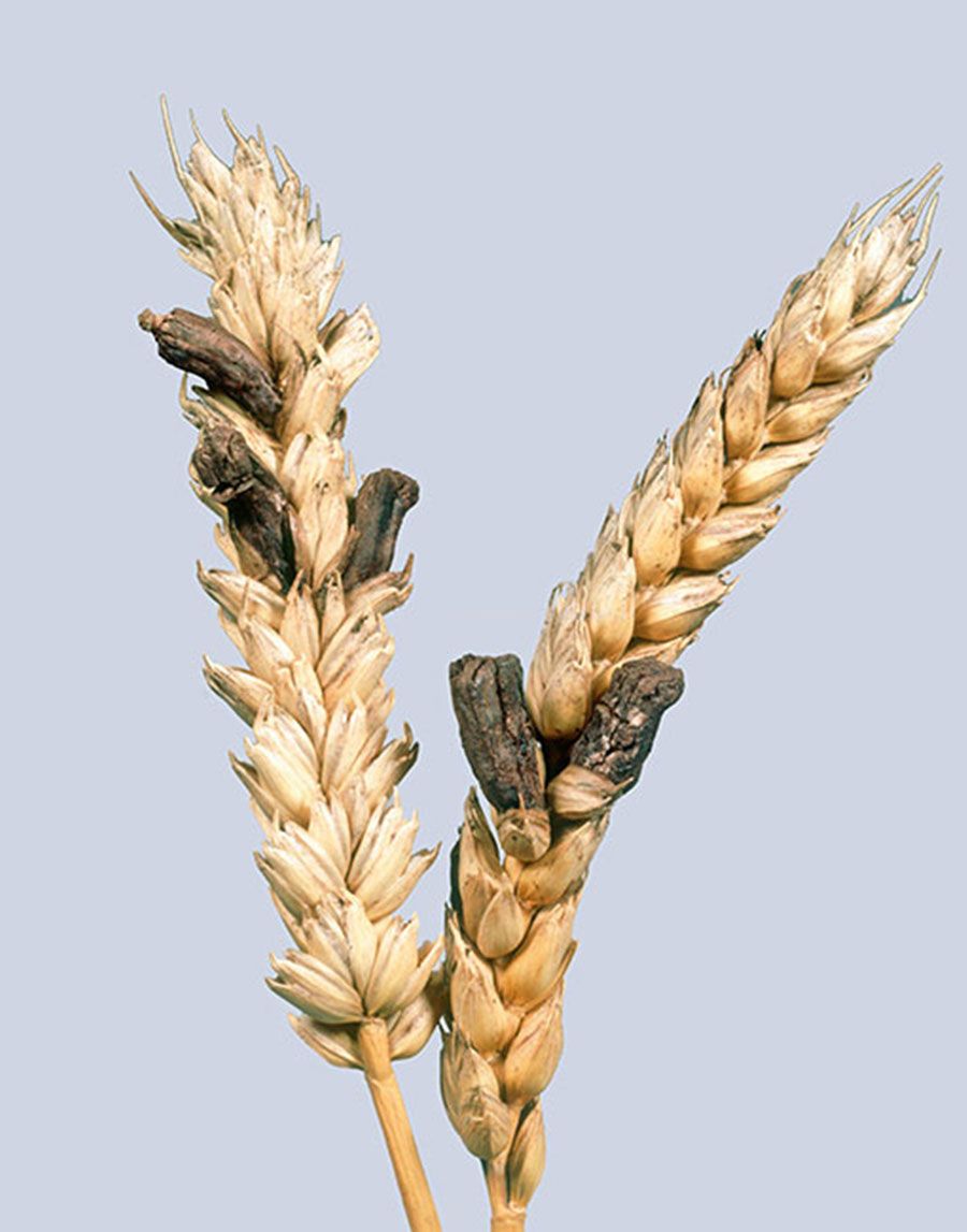 NFU Combinable Crops Board Strategy – Harvesting Growth – NFUonline