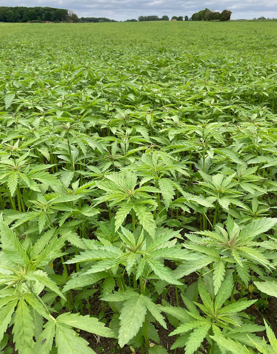 NFU Combinable Crops Board Strategy – Harvesting Growth – NFUonline