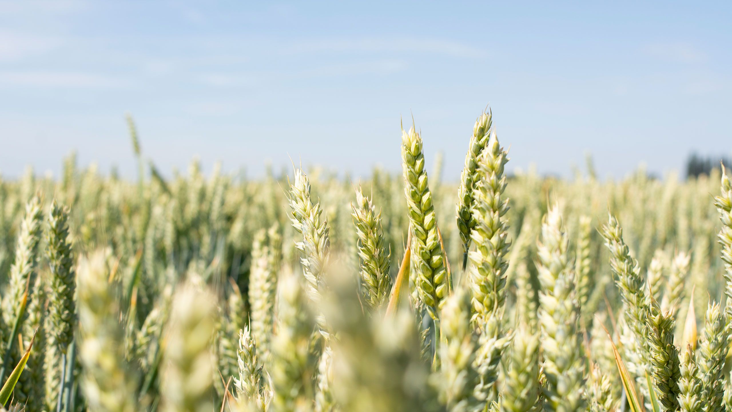 NFU Combinable Crops Board Strategy – Harvesting Growth – NFUonline