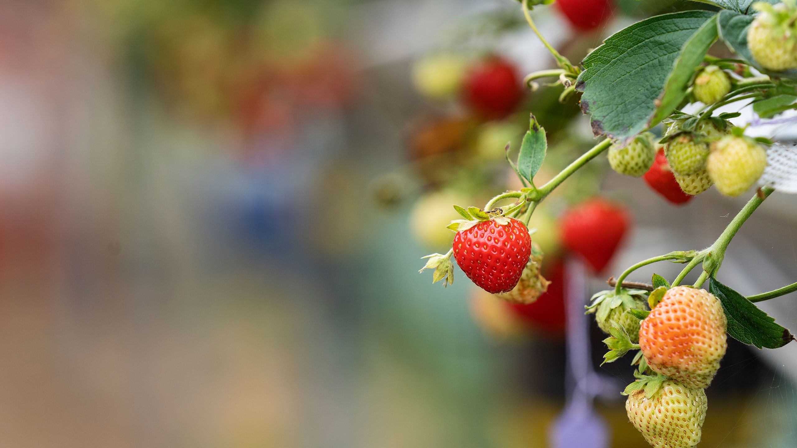 Delivering growth for the UK horticulture sector – NFUonline