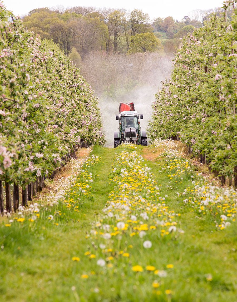Delivering growth for the UK horticulture sector – NFUonline